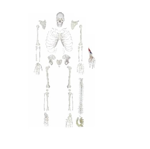 Human Skeleton Disarticulated with Intervertebral Discs | LABSathi ...